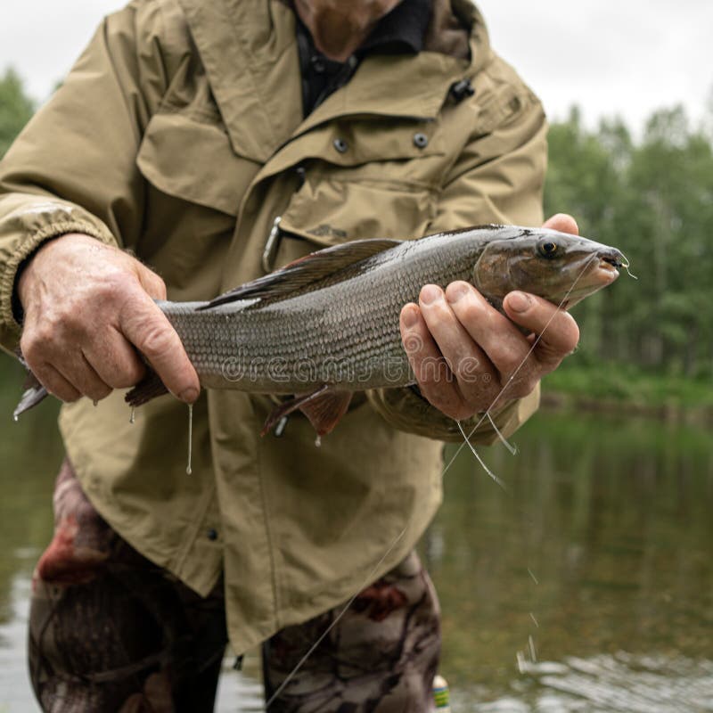 Grayling River. a Fish Catch in a Man& X27;s Hand. Grayling in the Hand ...