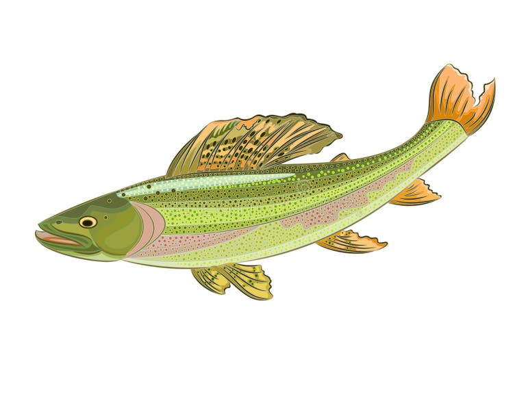 Grayling Fish Stock Illustrations – 160 Grayling Fish Stock ...