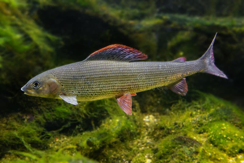 Grayling, Thymallus Thymallus - a Freshwater Fish Stock Image - Image ...