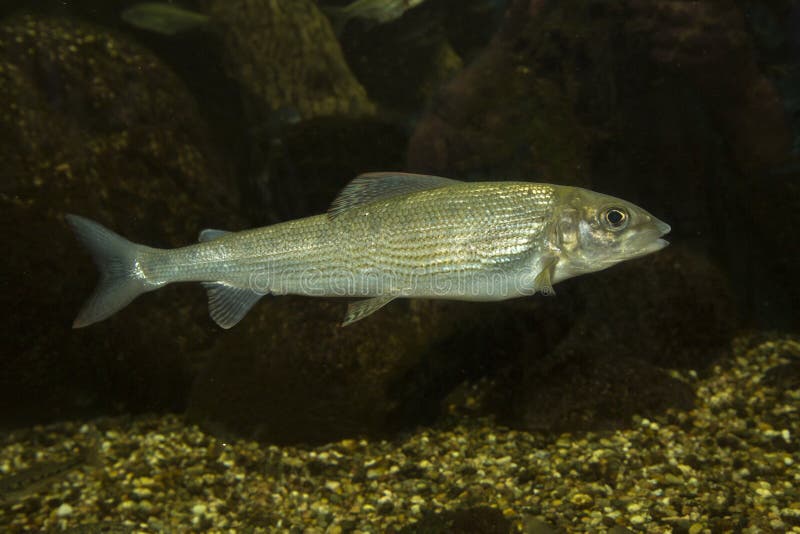 Grayling (Thymallus Thymallus) Stock Photo - Image of angling, nature ...