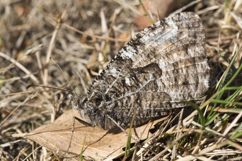 Graylings-Schmetterling U. X28; Hipparchia-semele& X29; Stockfoto ...