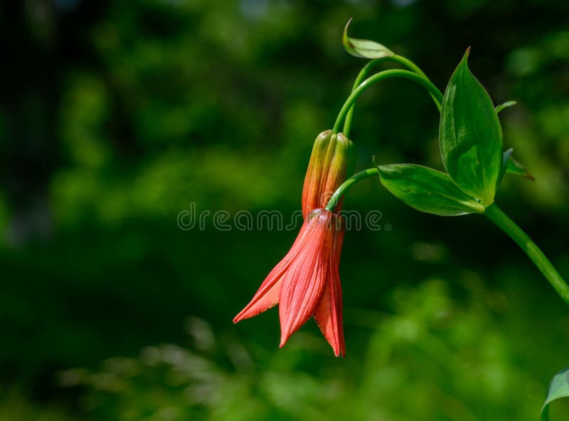 Grays Lilly Opens in Spring Stock Image - Image of focus, inside: 170250445