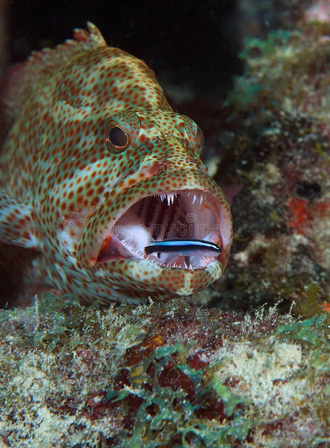 Graysby and Neon Goby stock image. Image of ocean, reef - 26678783