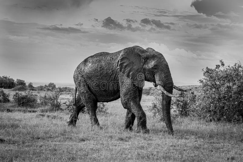 Grayscale of an African Elephant on a Safari Stock Image - Image of ...