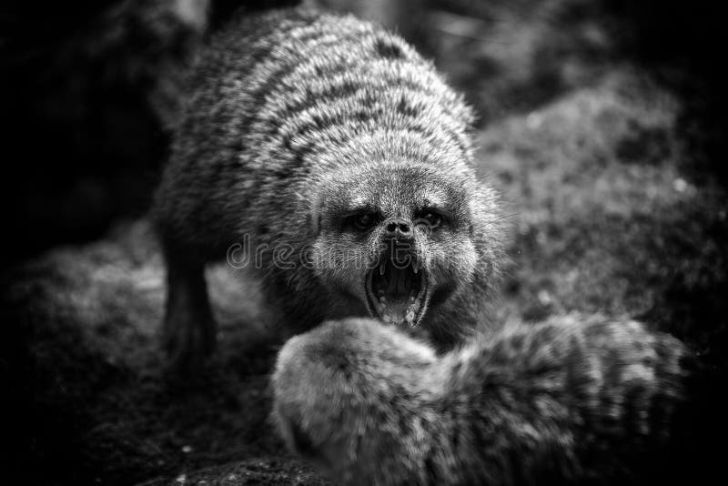 Angry meerkat stock image. Image of tooth, mammal, moaning - 903285