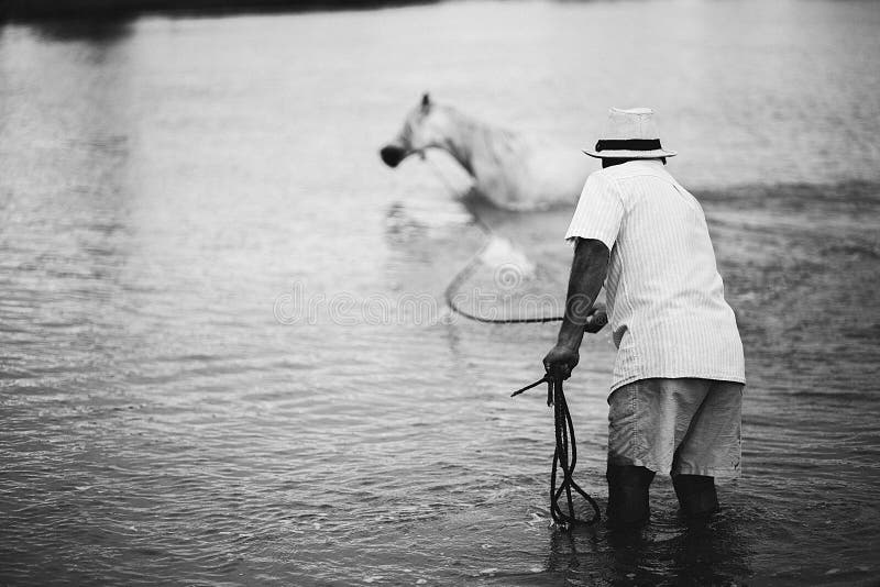 Grayscale Back View of a Person Pulling a Horse in the Sea Stock Photo ...
