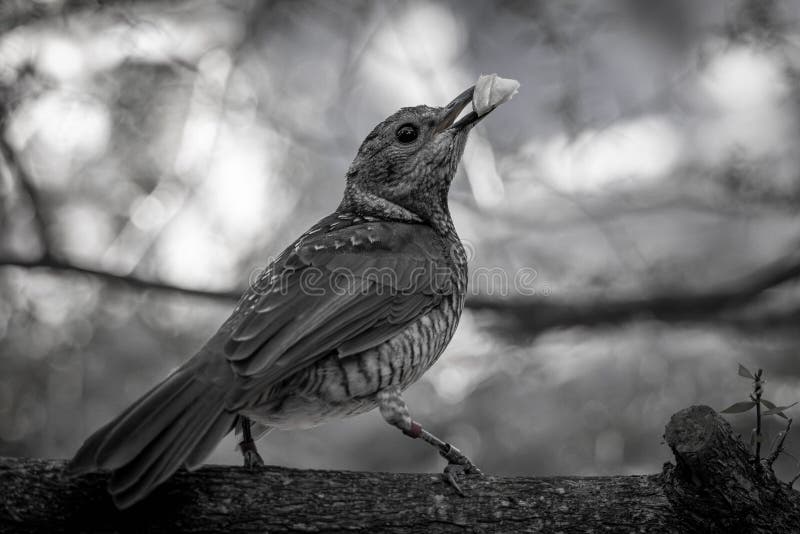 Grayscale of a Beautiful Satin Bowerbird (Ptilonorhynchus Violaceus ...
