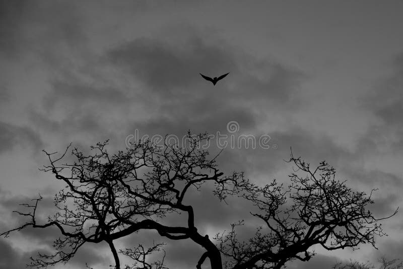 Grayscale of a Bird Flying Over a Tree on a Cloudy Day Stock Photo ...