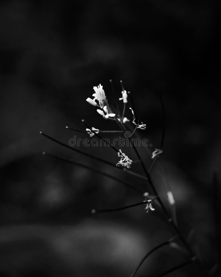 Grayscale of a Branch with Small Flowers Stock Photo - Image of ...