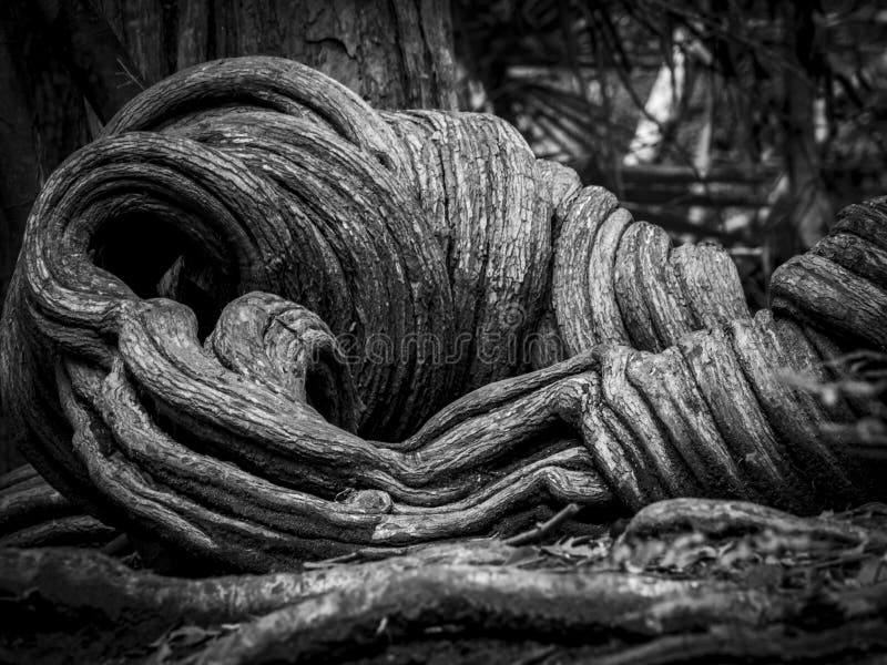 Grayscale Close-up View of a Twisted Tree Trunk in the Woods Stock ...