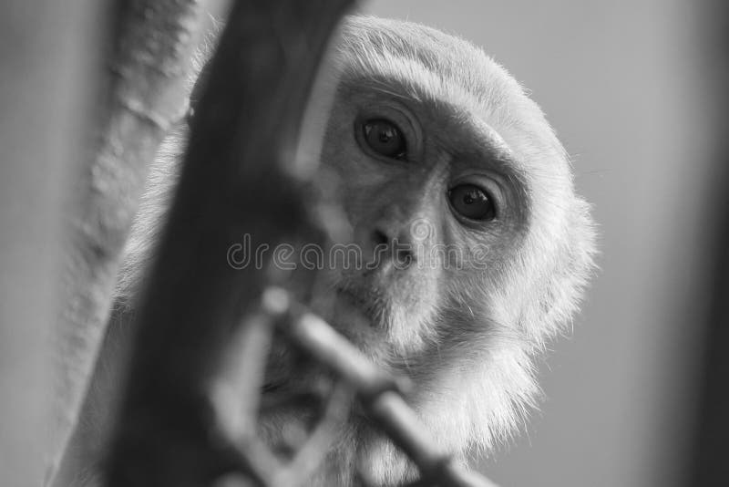 Grayscale Closeup of an Adorable Monkey Peeking Behind a Tree Branch ...