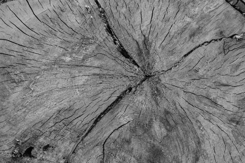 565 Birch Cross Section Stock Photos - Free & Royalty-Free Stock Photos ...