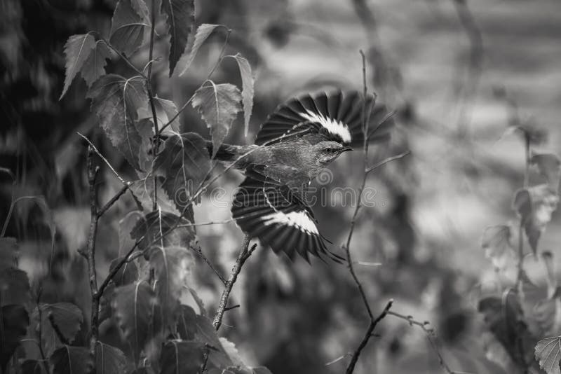 Grayscale Closeup of a Mockingbird Taking Flight Trees Blurred ...
