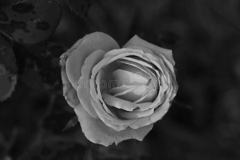 Grayscale Closeup Shot of a Beautiful Layered Rose on a Bush Stock ...