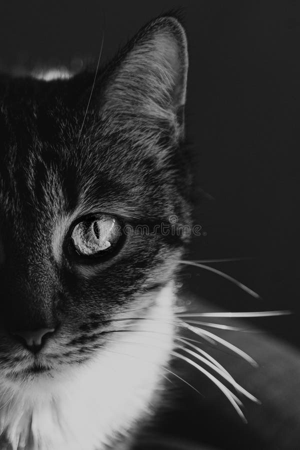 733 Grayscale Cat Stock Photos - Free & Royalty-Free Stock Photos from ...