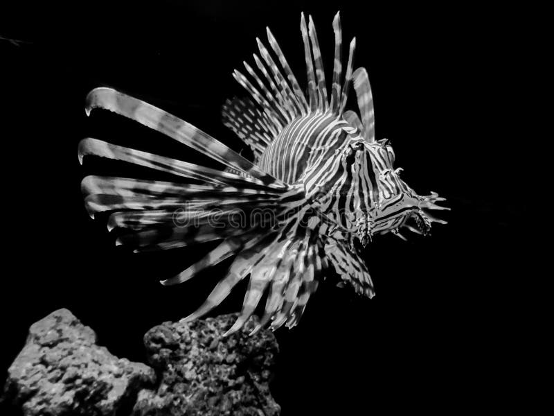 Grayscale Underwater Shot of Fishes Stock Image - Image of school ...