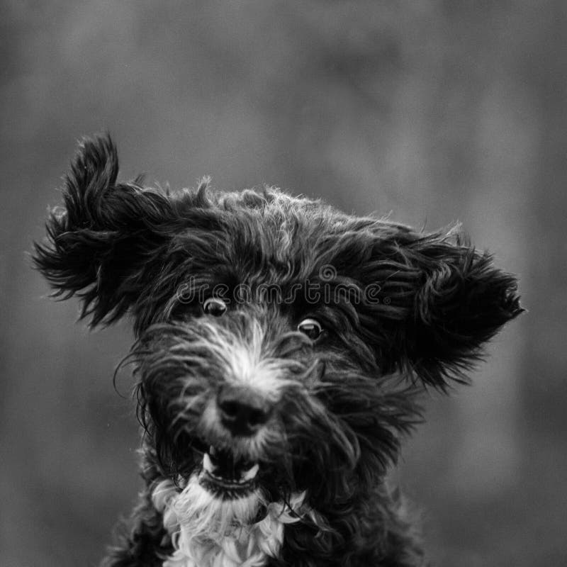 Grayscale Closeup Shot of a Funny Dog Face Stock Image - Image of close ...