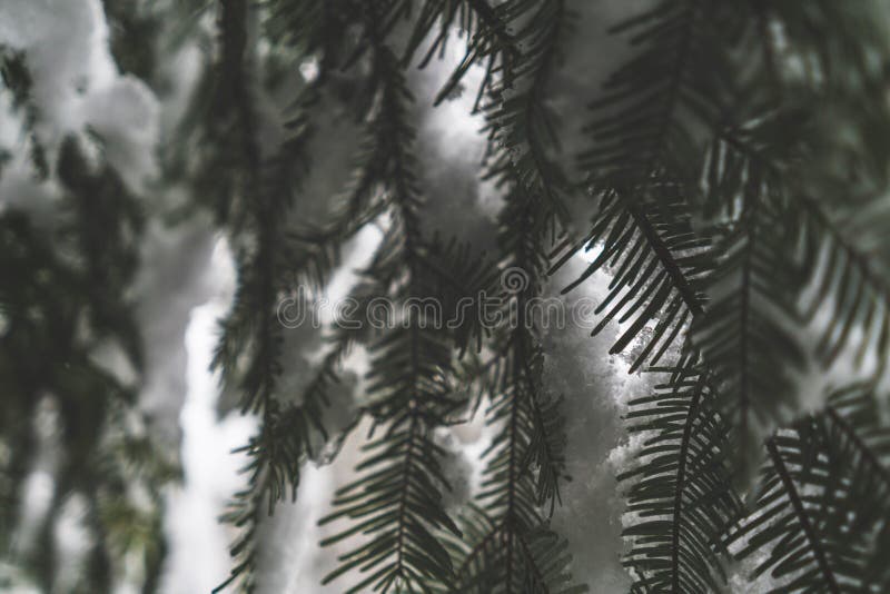 Grayscale Closeup Shot of Pine Tree Leafs Stock Image - Image of cutout ...