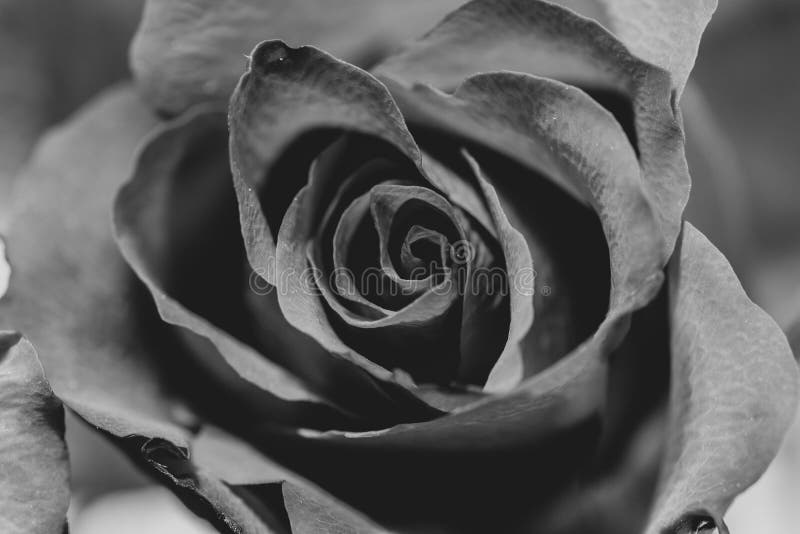 Grayscale Closeup Shot of a Rose Stock Image - Image of grey, valentine ...