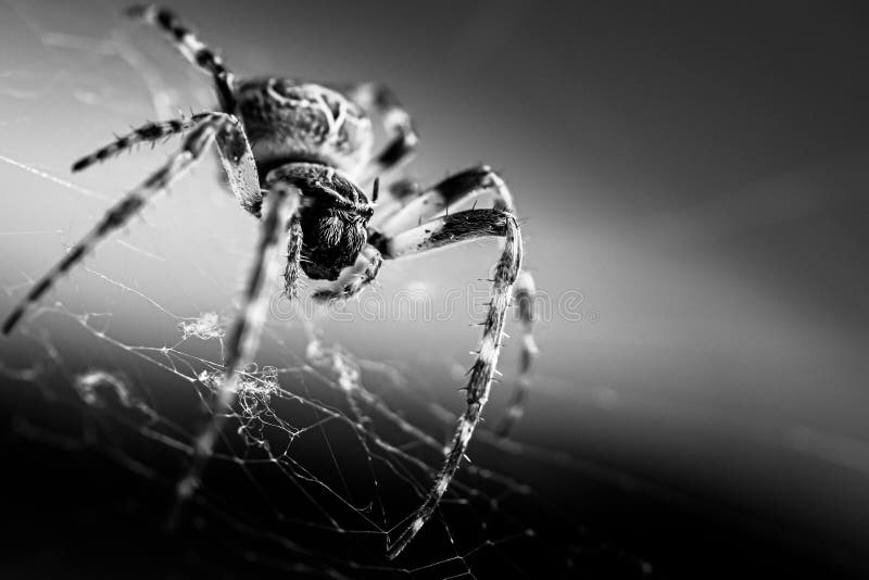 Grayscale Closeup Shot of a Spider Weaving a Web Stock Image - Image of ...