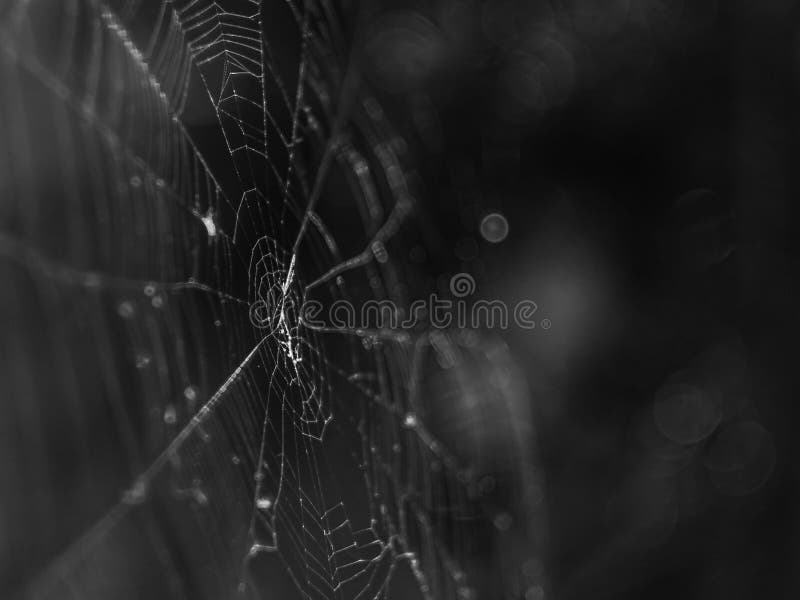 Grayscale Closeup of a Spooky Spiderweb with Dew Stock Image - Image of ...