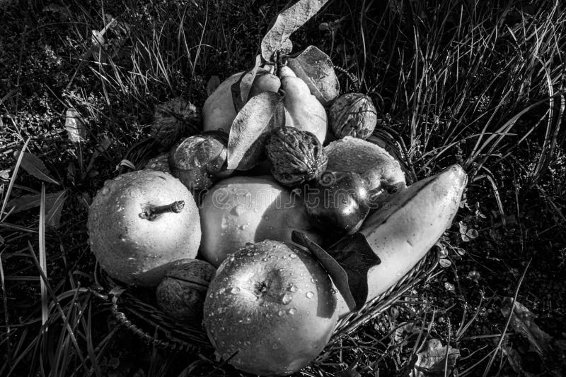 Grayscale Closeup of Wet Fruits and Nuts in the Grass. Stock Image ...