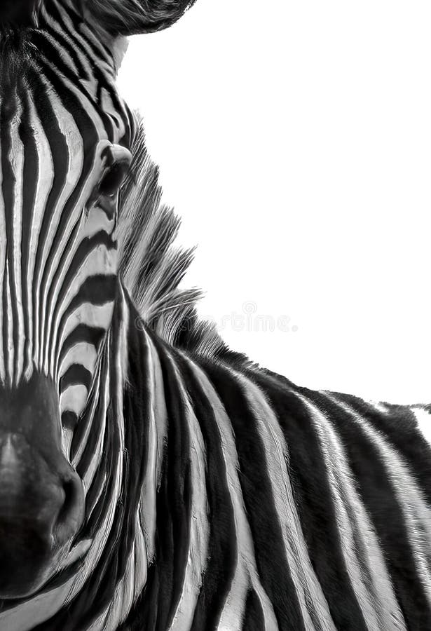 Grayscale Closeup of a Zebra on the White Background with Copy Space ...