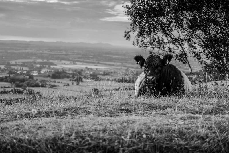 Grayscale of a Cow Resting on a Hill Stock Image - Image of hungry ...