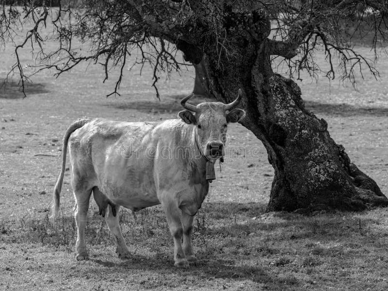 Grayscale of a Cow Stands in a Field Next To a Lone Tree Stock Image ...