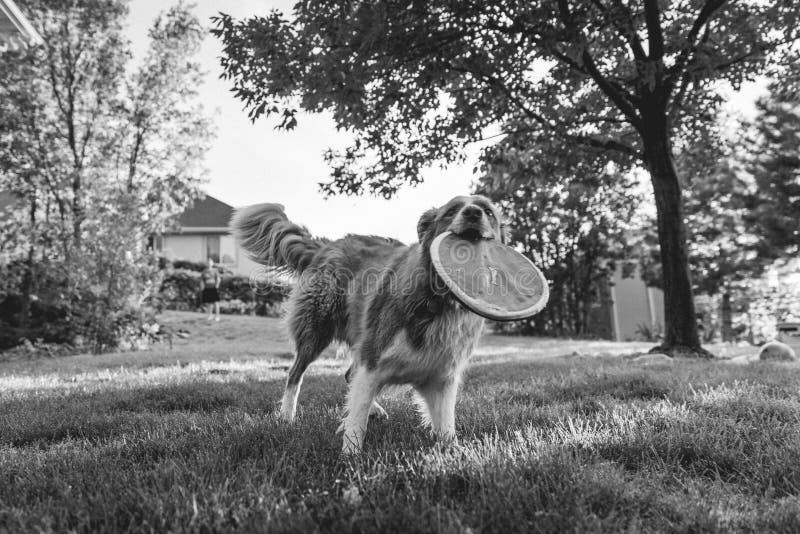 Grayscale of a Cute Australian Shepherd Dog Playing in a Yard Stock ...