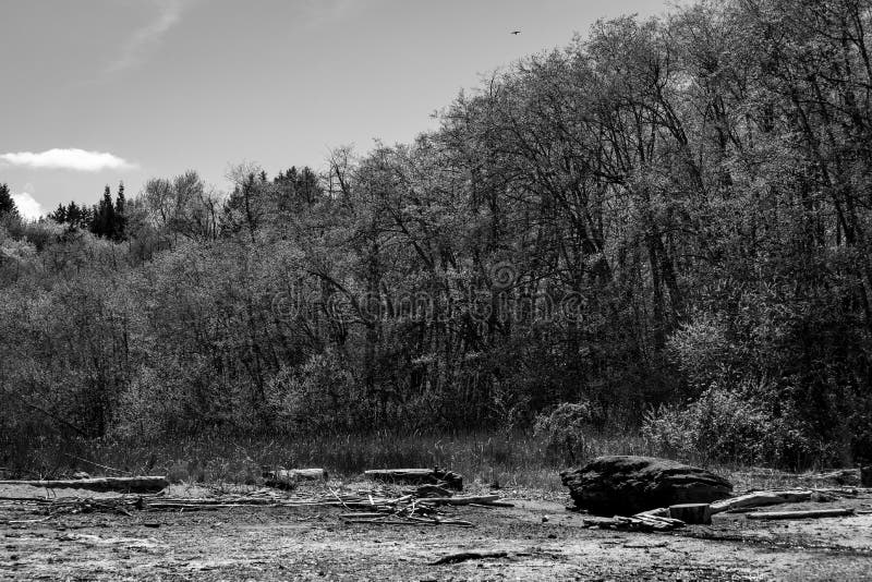 Grayscale of a Dense Forest on a Sunny Morning Stock Image - Image of ...