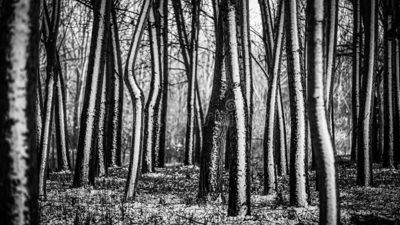 Grayscale of a Forest Covered in Snow on a Cold Winter Day, Perfect for ...
