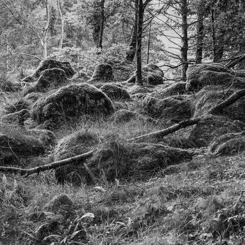 Grayscale of a Forest with a Tree Fallen Over the Huge Rocks Covered in ...