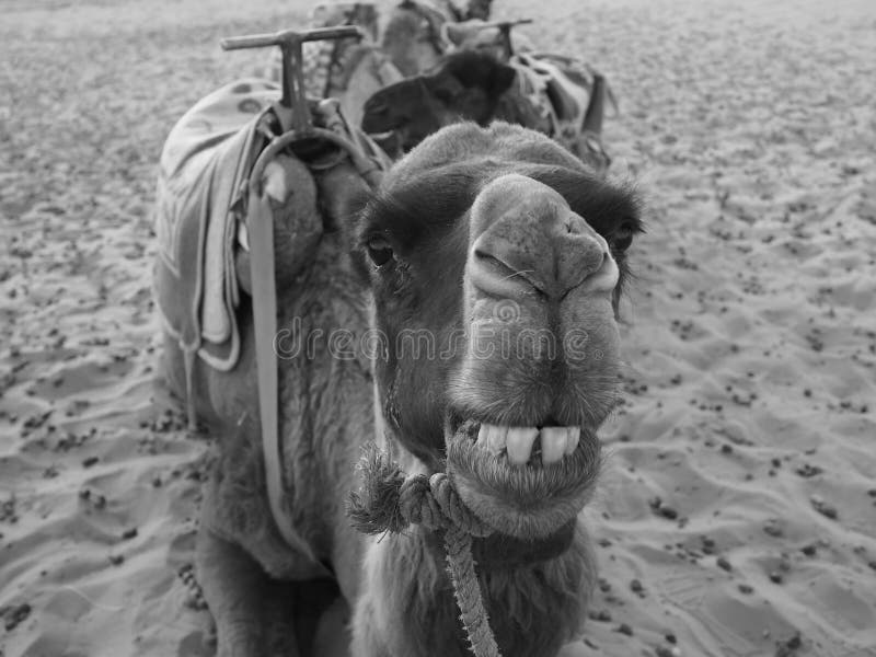 Grayscale Front View of a Camel Smiling at the Camera Stock Image ...