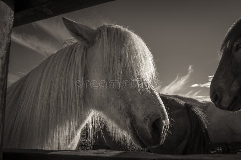 Ranch in Iceland stock photo. Image of agricultural, farming - 68941888