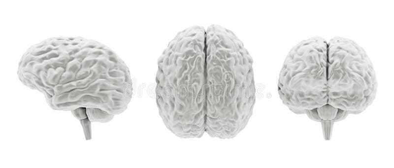 Grayscale Human Brain Model from Different Sides Stock Image ...