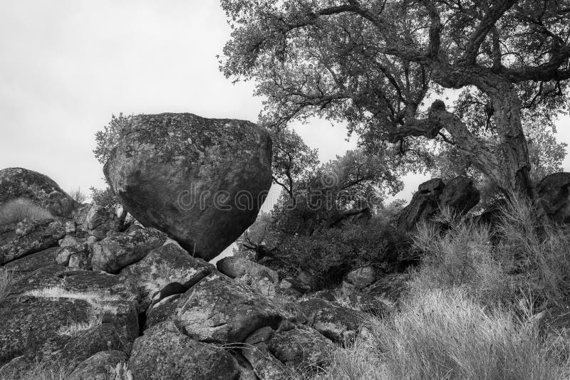 Grayscale Landscape of Trees and Rocks Stock Image - Image of beautiful ...