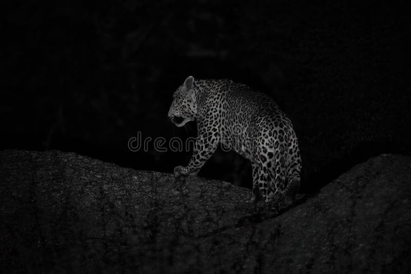 Grayscale of a Leopard Sitting on the Rock, Shot from Back Stock Photo ...