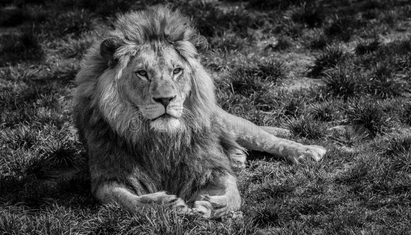 Grayscale of a Lion Laying in the Field Stock Photo - Image of ...