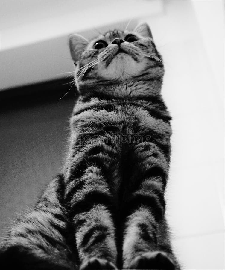 Grayscale Low Angle of an Adorable Tabby Cat. Stock Image - Image of ...