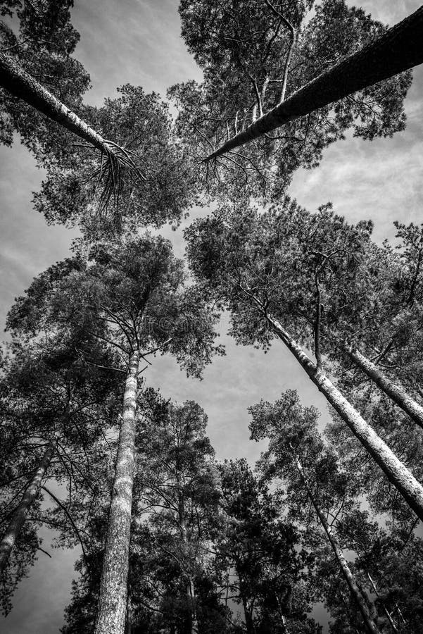 Grayscale Low Angle Shot of Tall Trees in the Forest Stock Photo ...