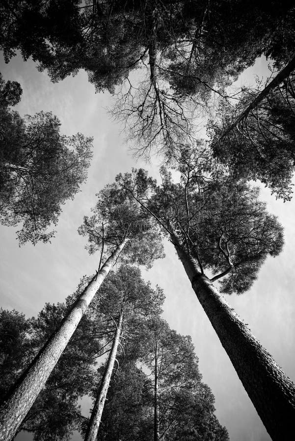 Grayscale Low Angle Shot of Tall Trees in the Forest Stock Photo ...