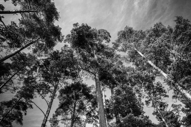 Grayscale Low Angle Shot of Tall Trees in the Forest Stock Image ...