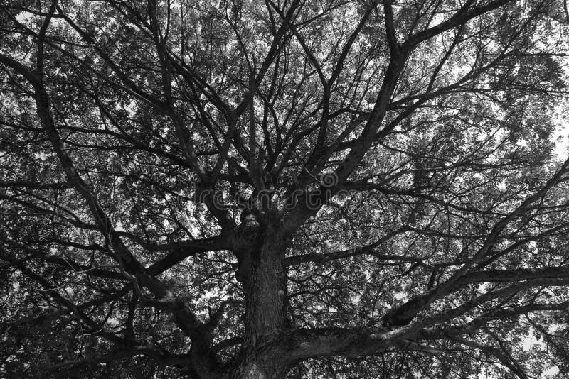 Grayscale Low Angle Shot of a Tree Branch Complexity Stock Photo ...