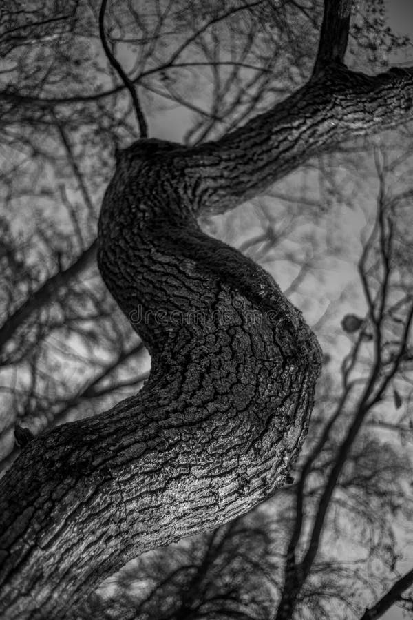 Grayscale Low-angle of a Tree with Dry Branches in a Forest Stock Image ...