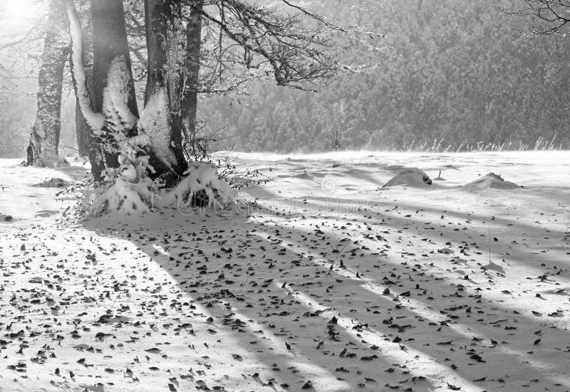 Grayscale. October Mountain Beech Forest in Sunshine with First Winter ...