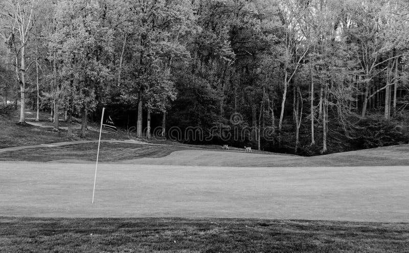 Grayscale Panoramic Shot of a Park with Many Trees Stock Image - Image ...
