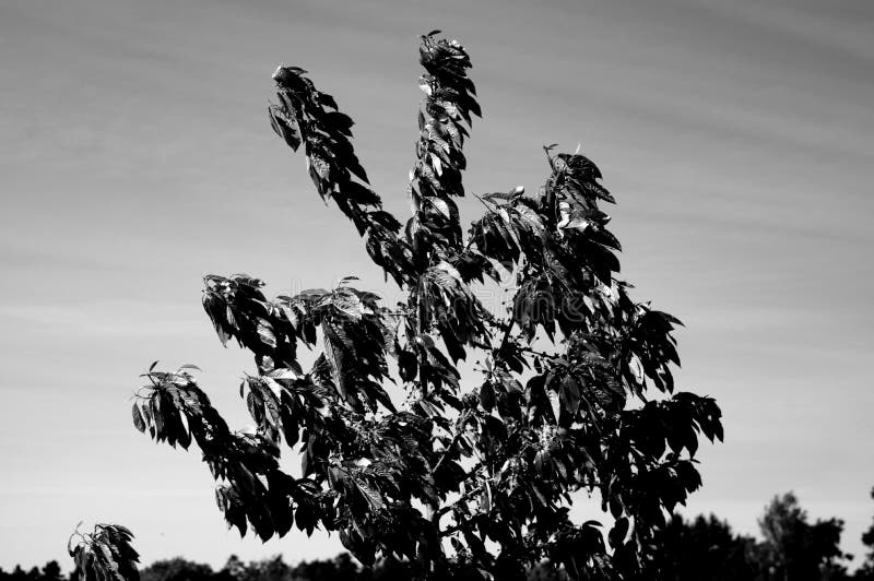 Grayscale Photo of a Branch with Many Leaves. Stock Image - Image of ...