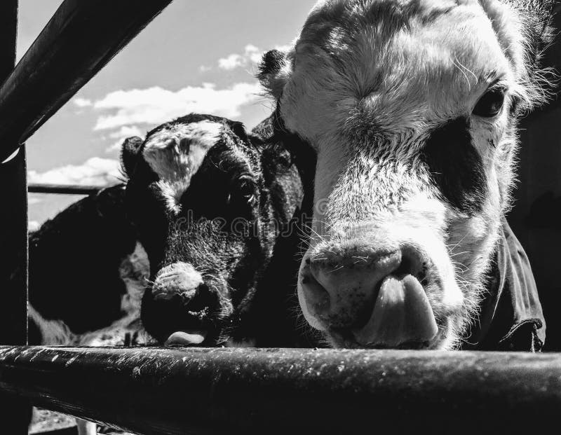 Grayscale Photo Of Cows Picture. Image: 114321120