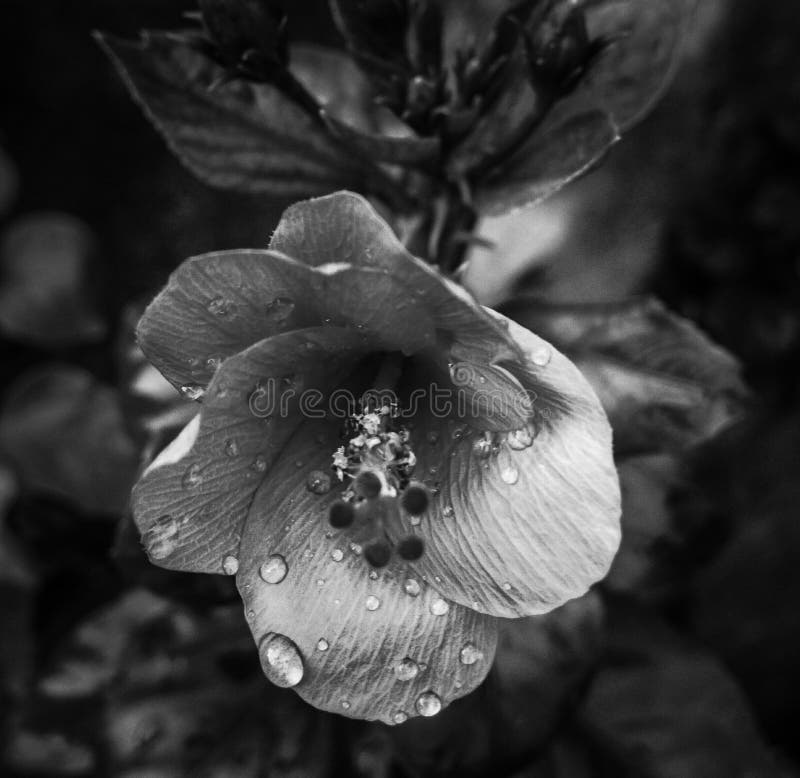 Grayscale Photo Of Petaled Flower Picture. Image: 114603196
